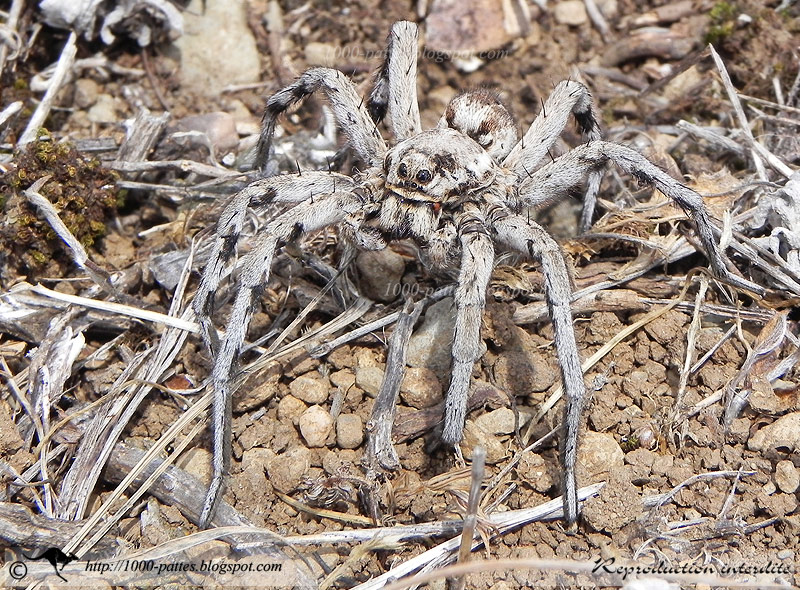 WILDLIFE GATEWAY: Jeune Lycose de Narbonne femelle
