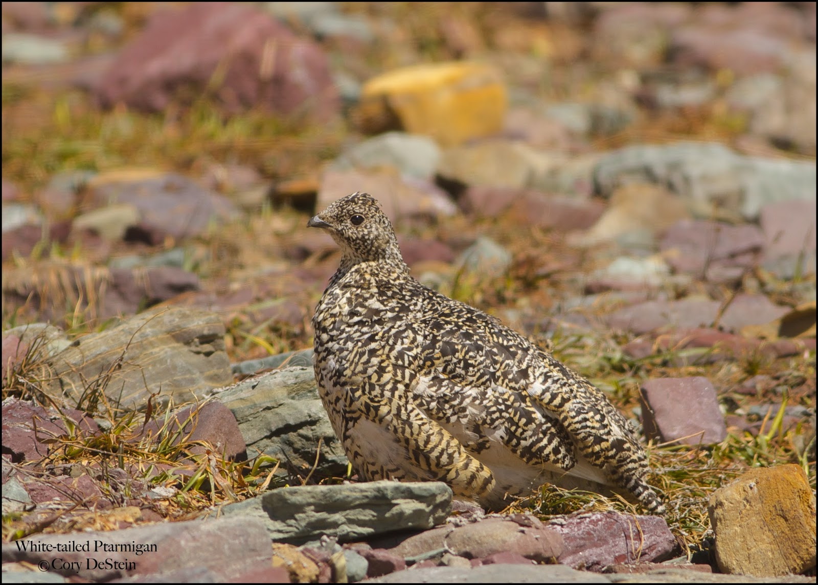 Boom Chachalaca: Glacier National Park; Alpine Birding