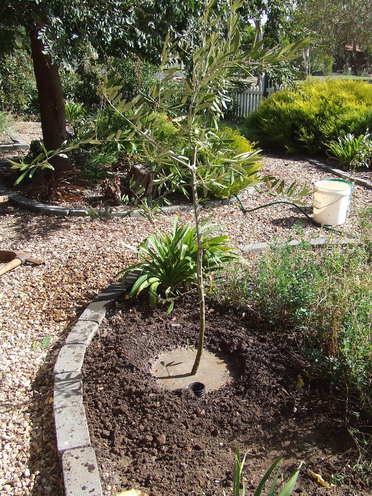 Olive Trees - The Greening of Gavin