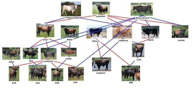 The Breeding-back Blog: July 2014