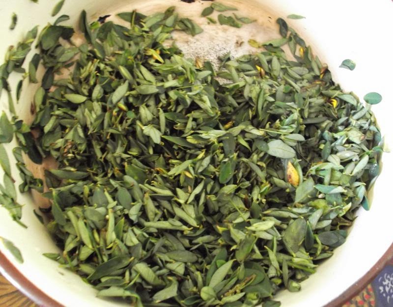 El cuexcomate: ¿Conoces los tamales de chepil o chipilin?