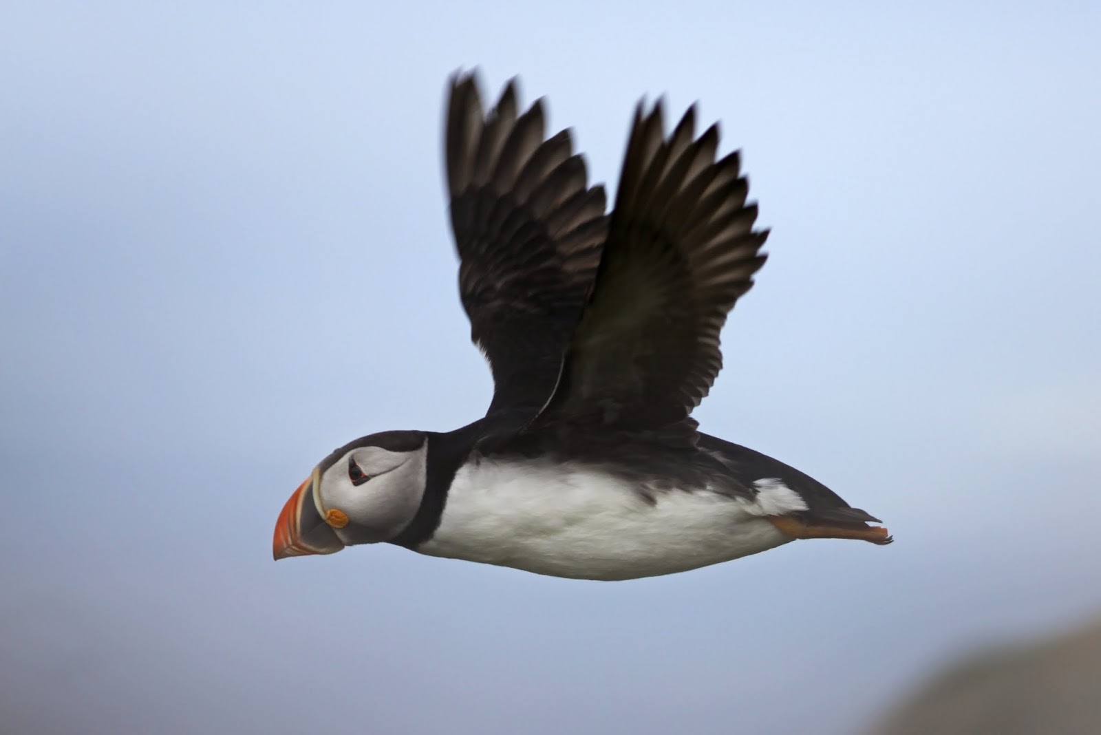 Birdaholic Diary: sierpnia 2014