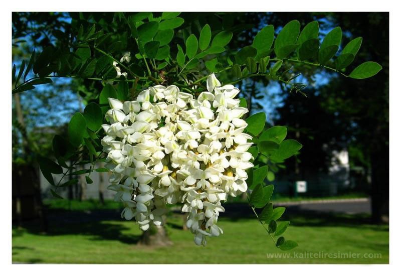 Akasya Ağacı (Acacia) | Bilgi Defteri Güncel Blog GuidePedia