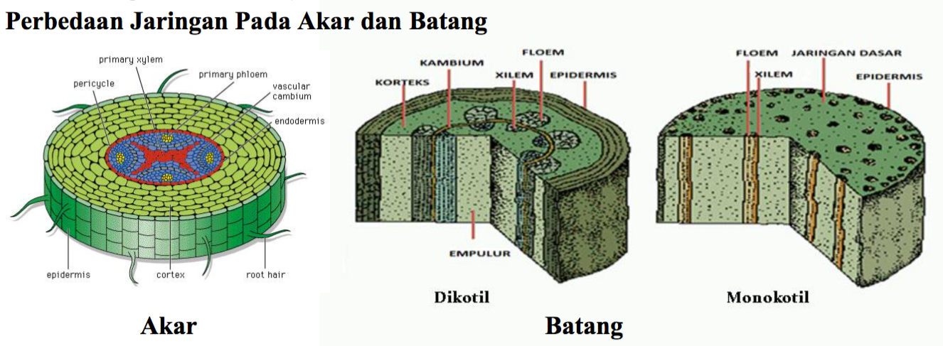 Mahasiswa dan Biologi: MENGENAL JARINGAN TUMBUHAN (ANATOMI AKAR DAN BATANG)