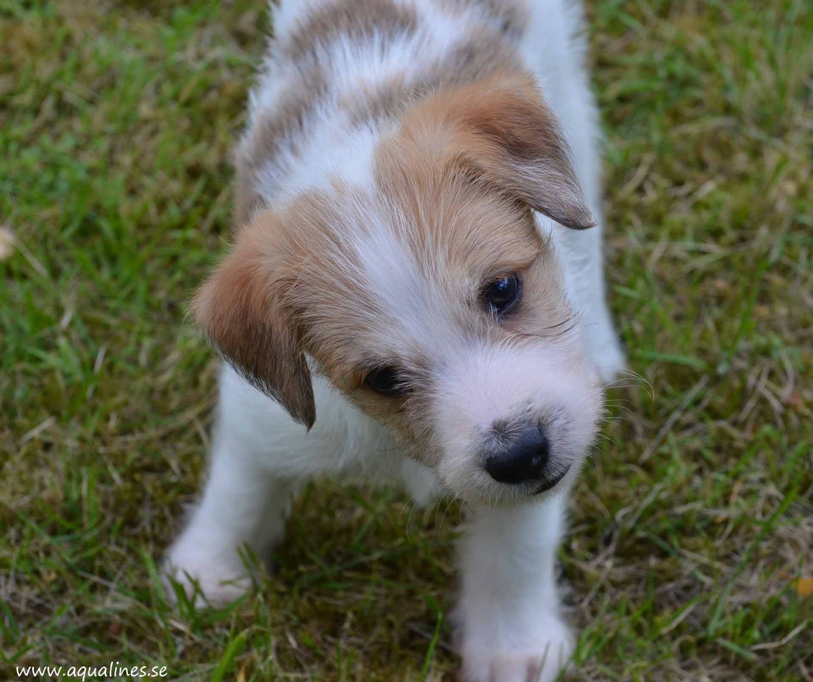 Aqualines Blogg: valpar valpar valpar!! 6 och 7 veckor i slutet av veckan!