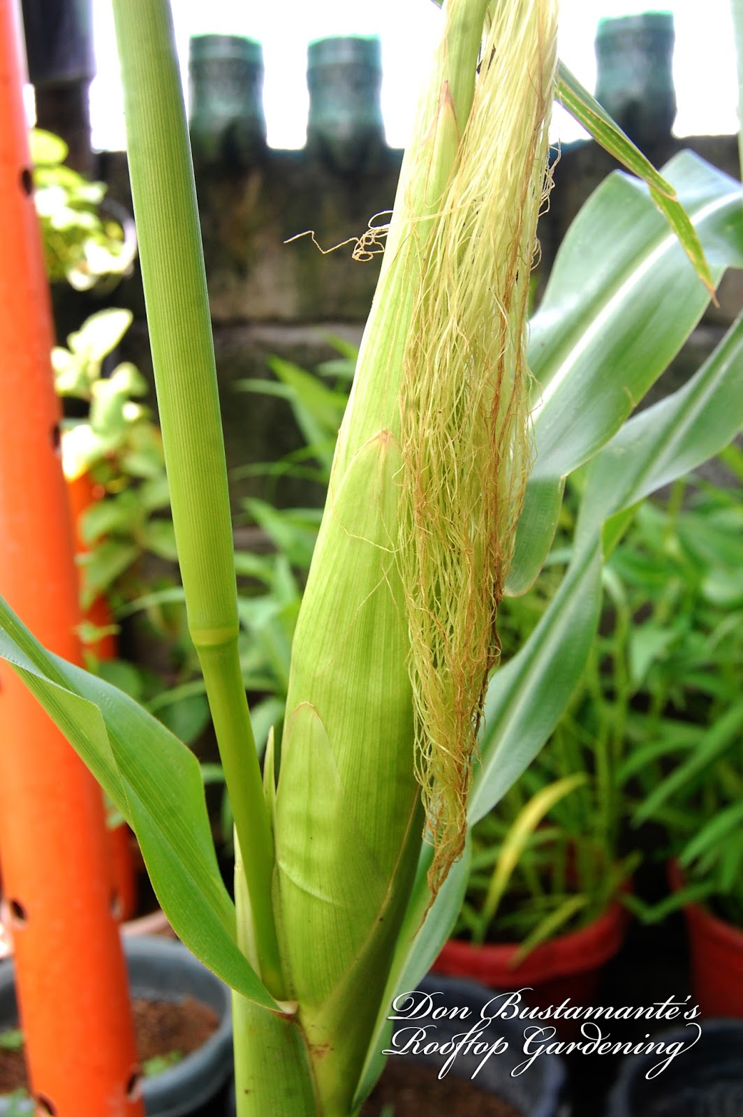 Don Bustamante's Rooftop Garden: Corn [White Waxy] Lagkitan