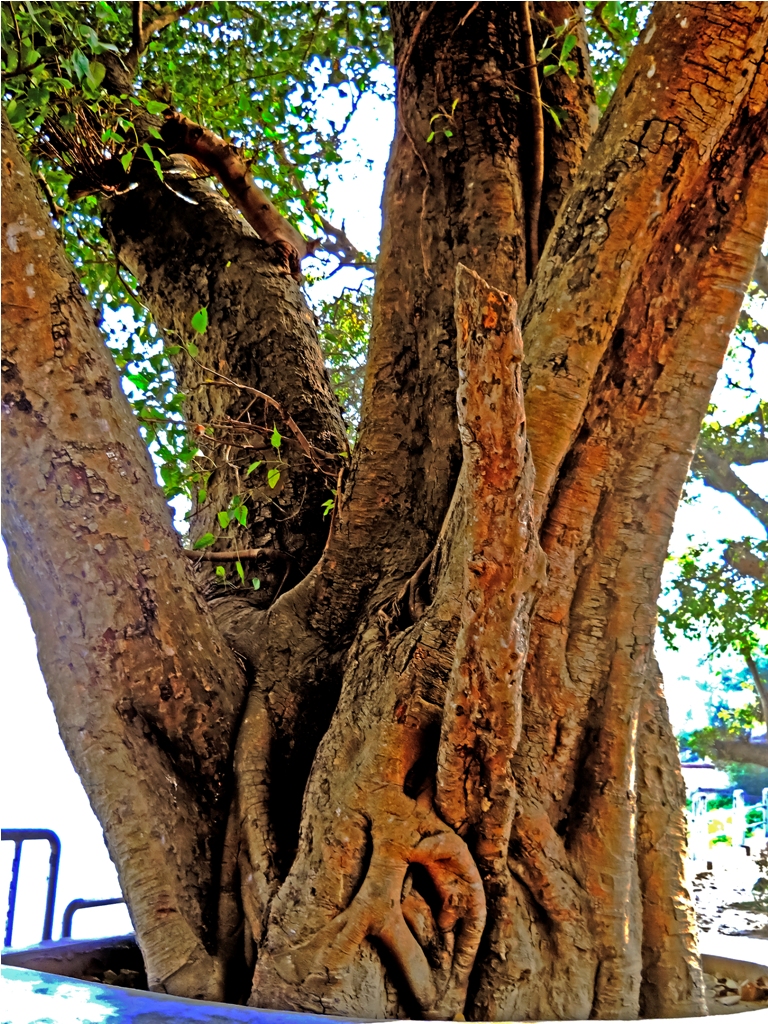 Natureram: Peepal Tree