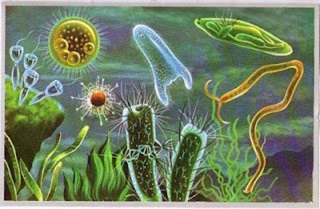 los primeros animales multicelulares