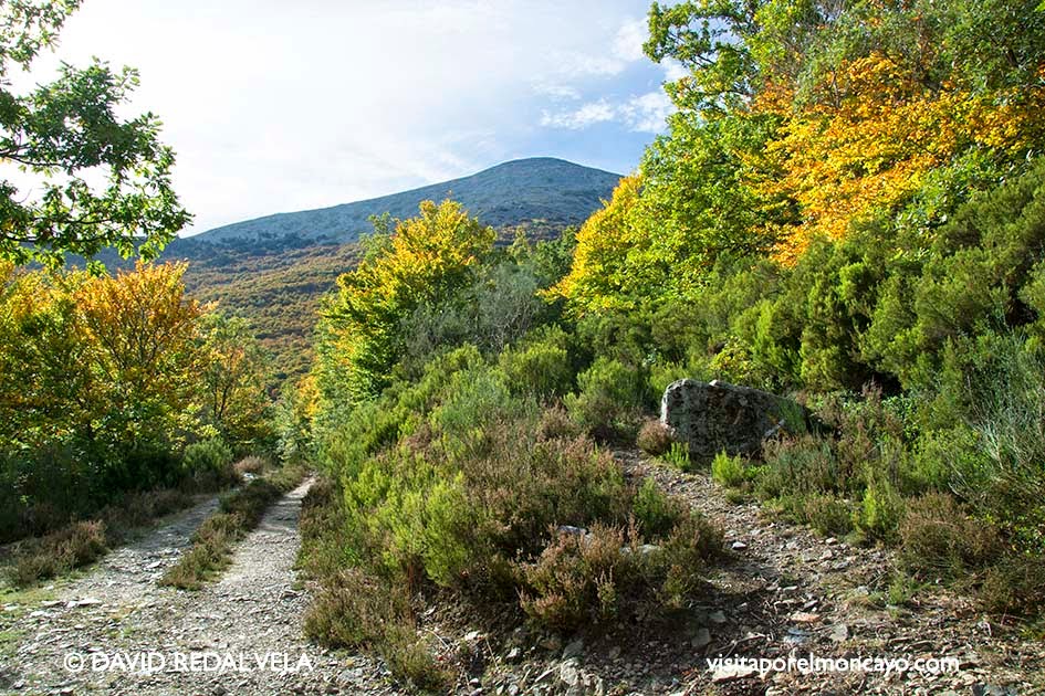 Visita por el Moncayo: Ruta Hayedo del Moncayo