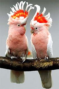 Cacatuas ~ ENTENDIENDO A MI MASCOTA