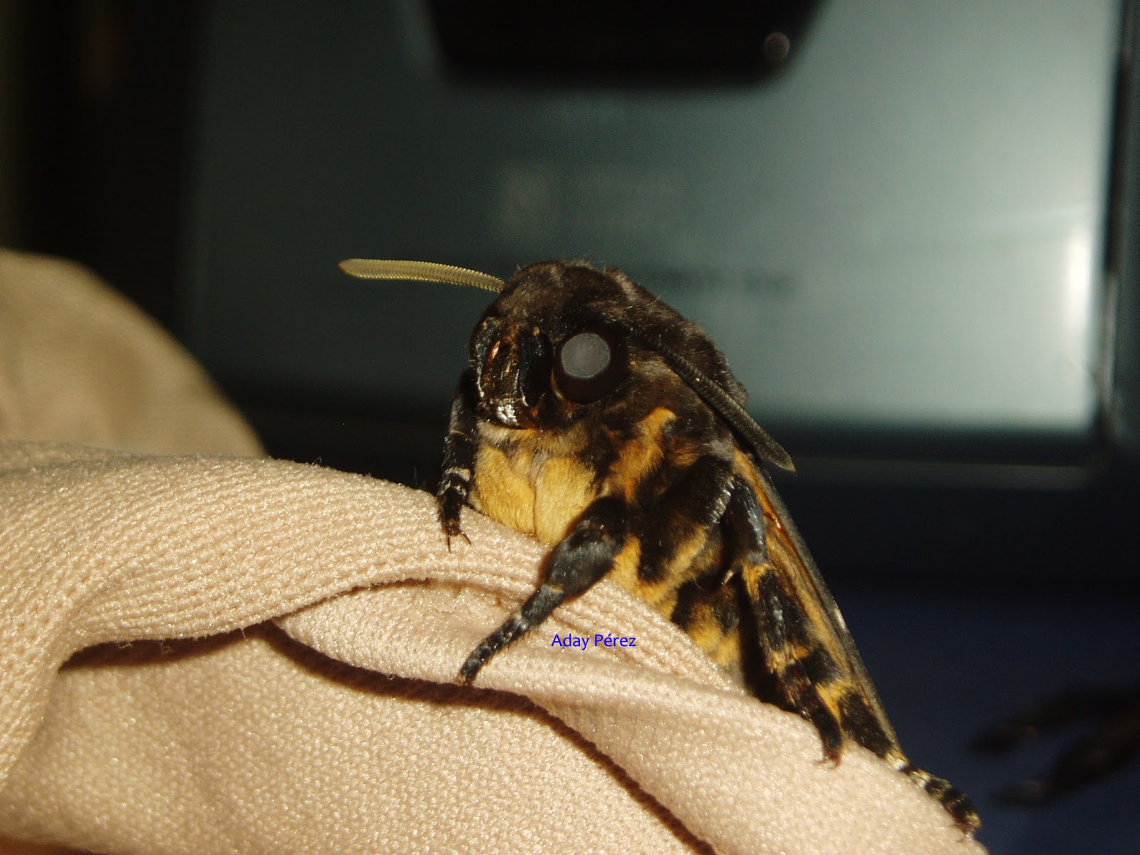 Artropodolandia: Acherontia atropos