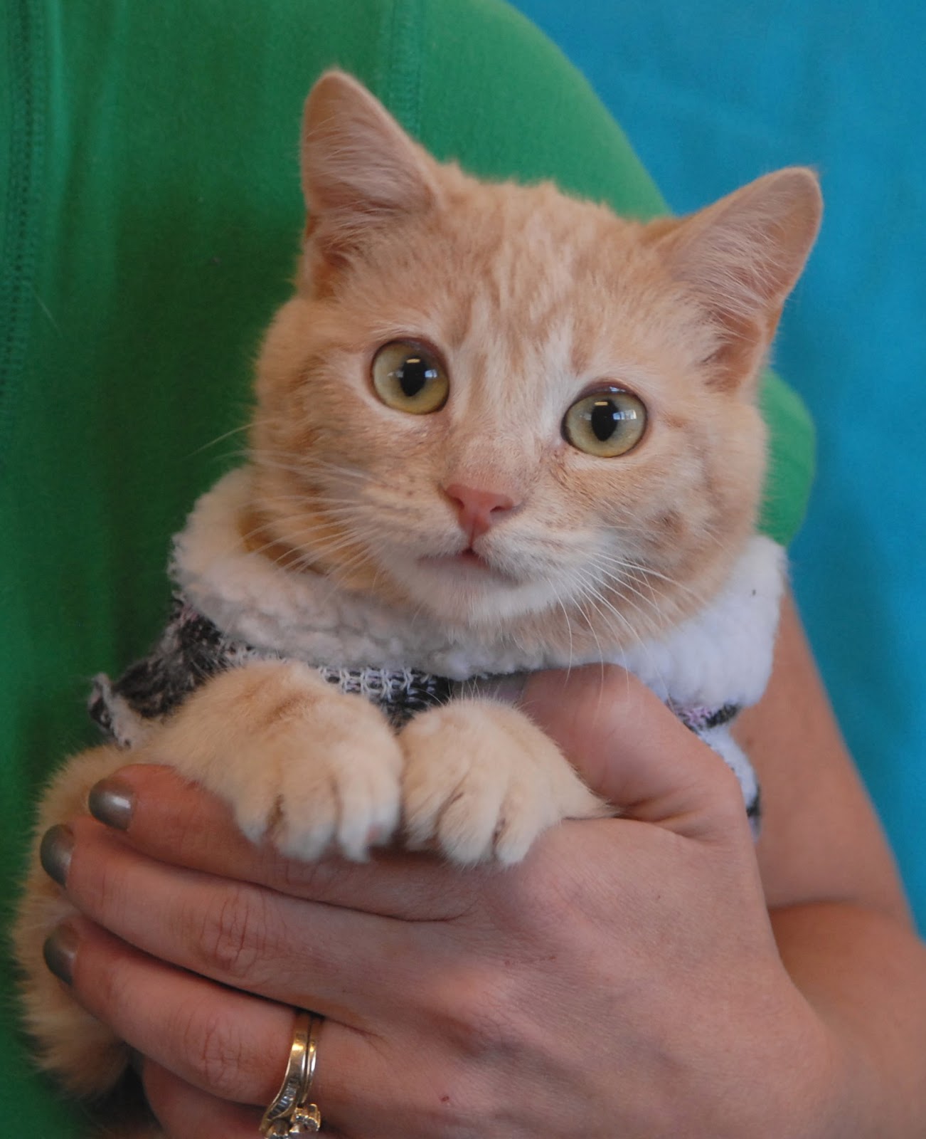 Dr. Jamie, a cream tabby kitten now ready for adoption.