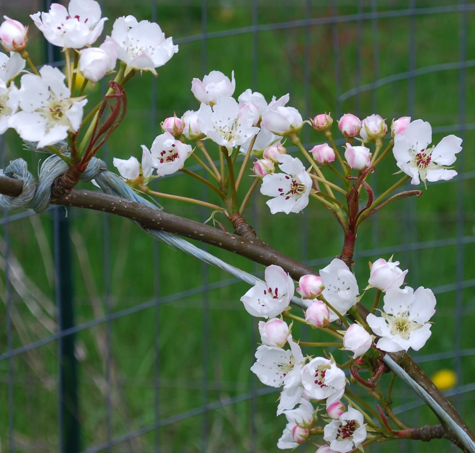 Daniel's Pacific NW Garden: April 2017
