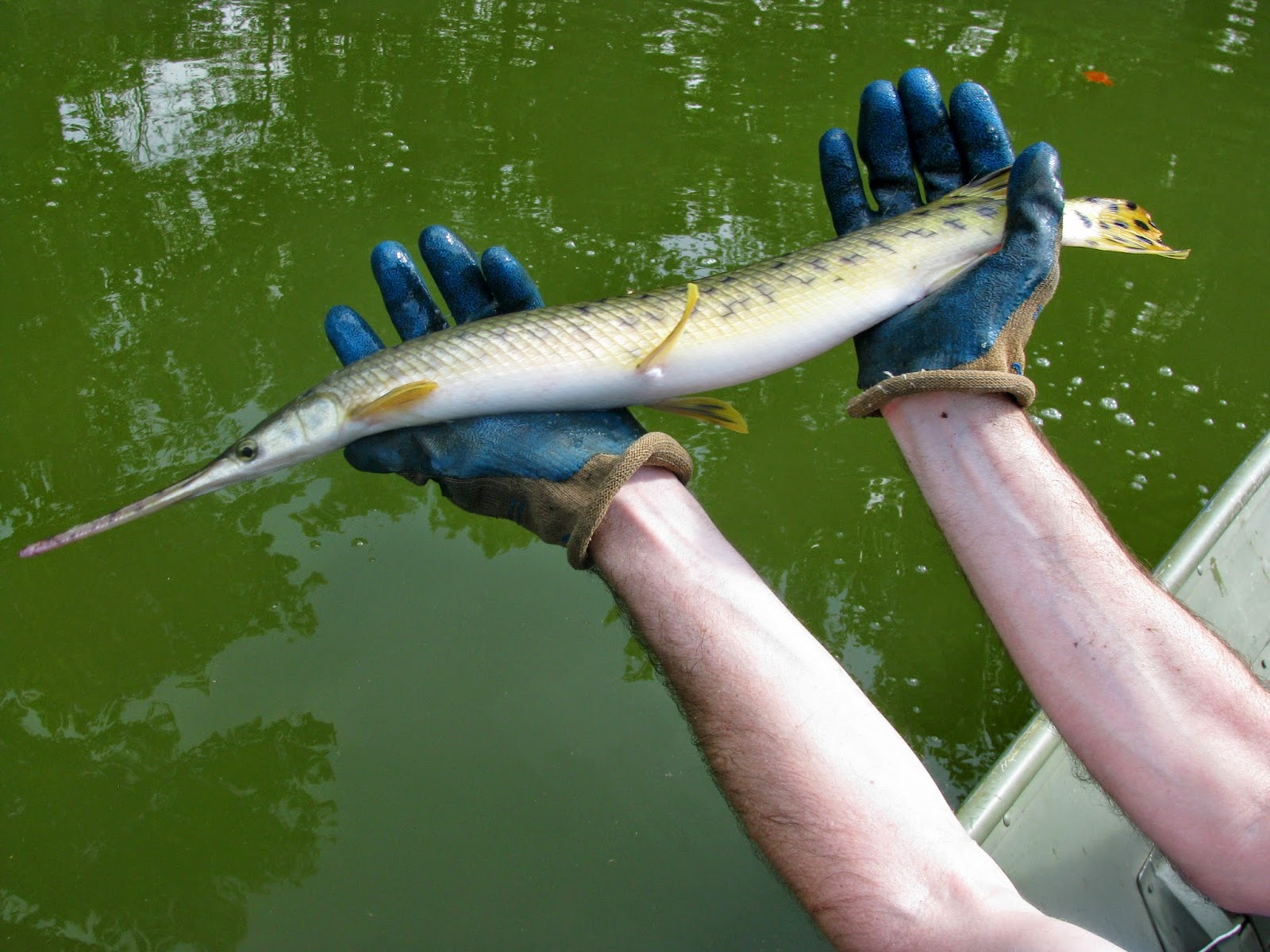 Gar Fishing Virginia at Frank White blog