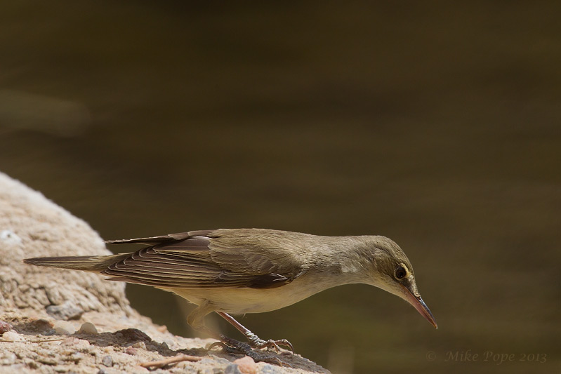 Kuwait Birding: Exploring the Jahra Area