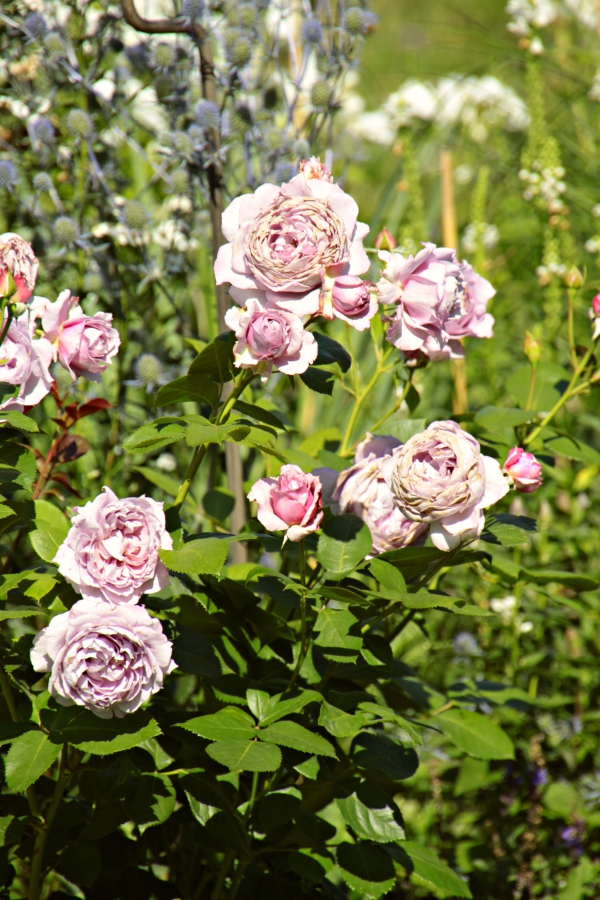 Die Gartenbotschafterin: "BOTSCHAFT DER ROSE" ☙ NOVALIS