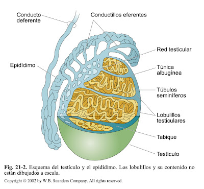 BIOLOGIA HUMANA: APARATO REPRODUCTOR MASCULINO