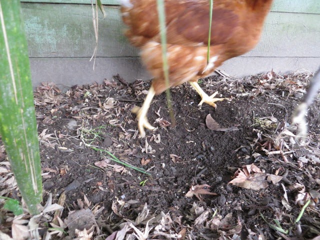 Keeping Chickens NZ: Lead poisoning in urban chickens - should we be ...