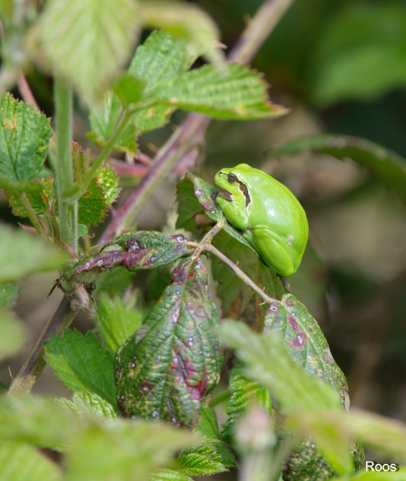 Natuur, cultuur en alles wat boeit ...: De Doort, boomkikkers ...