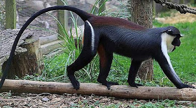 Elder Hallenberger - Liberia Monrovia Mission Blog: Monkeys!!!! Ahhh!!!