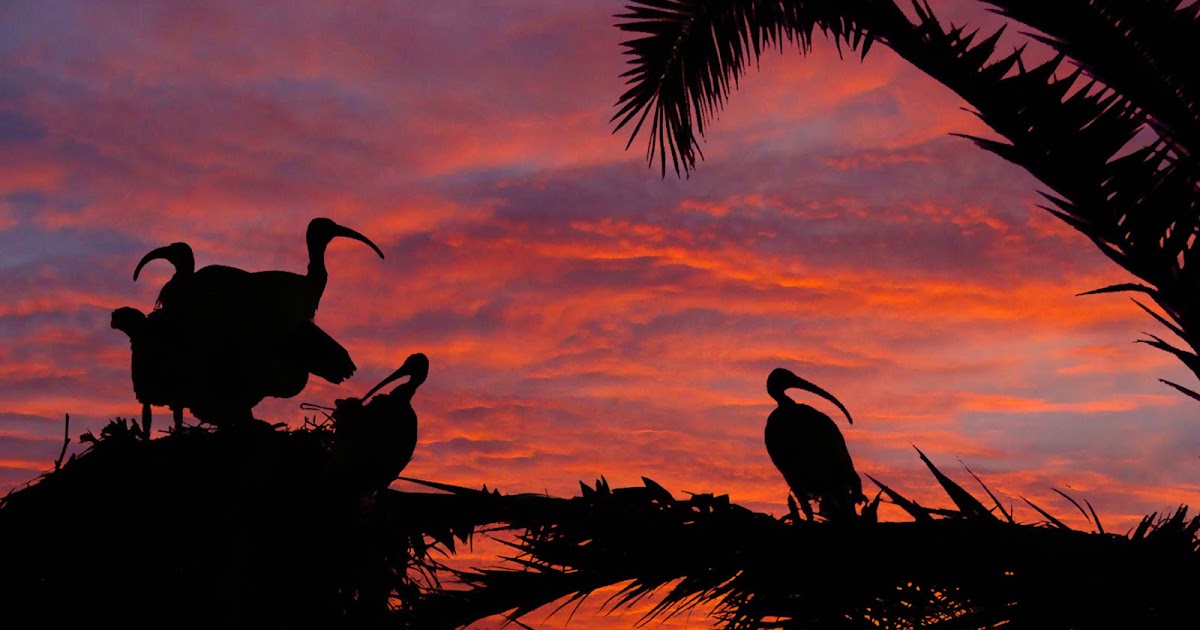 My Desktop Daily: DESKTOP 1515 - IBIS AT SUNSET