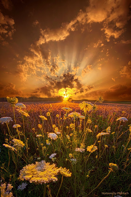 Sunset in Flower Field ~ Marvelous Nature