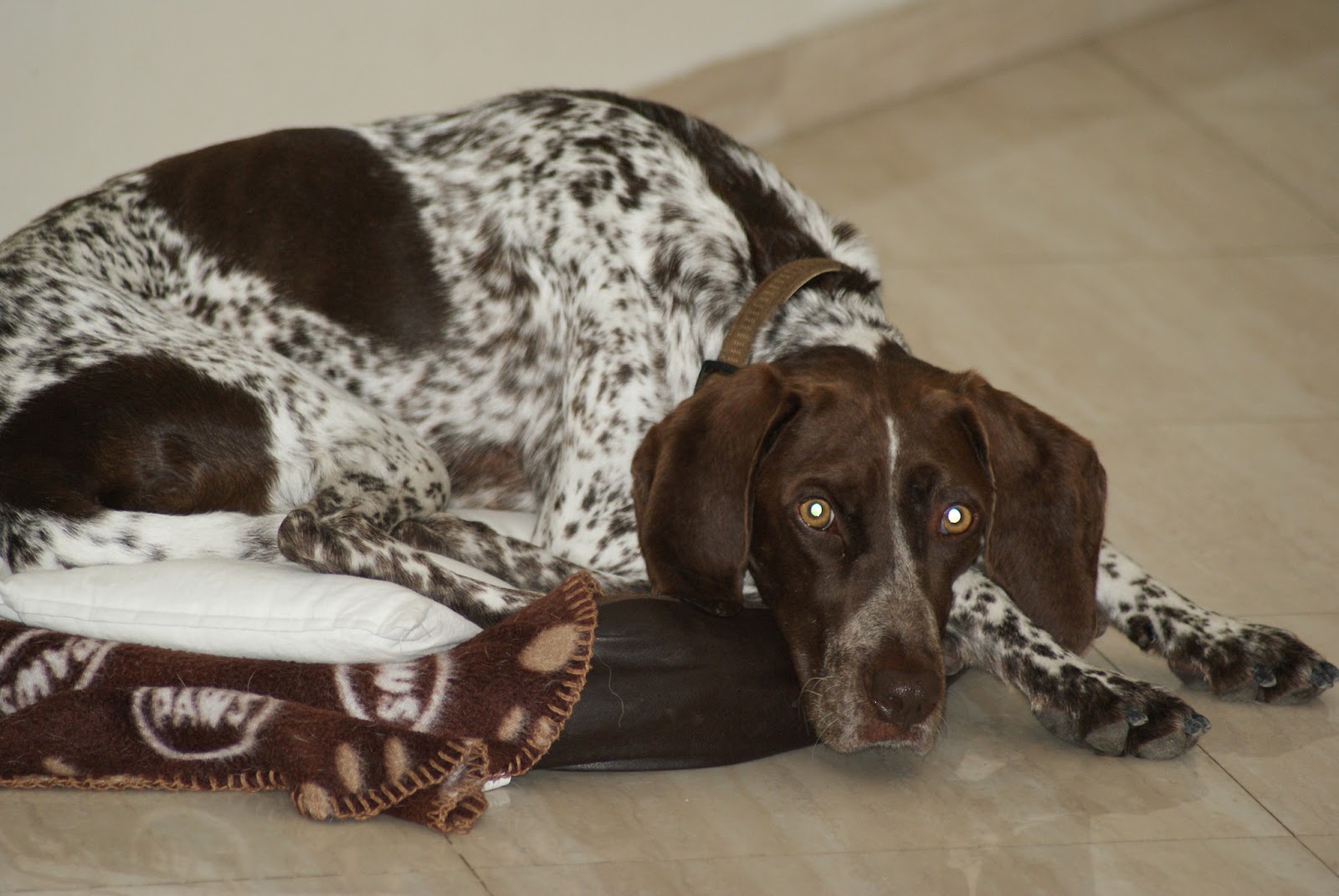 dogsforlife: Dogs Do the Most Funny Things