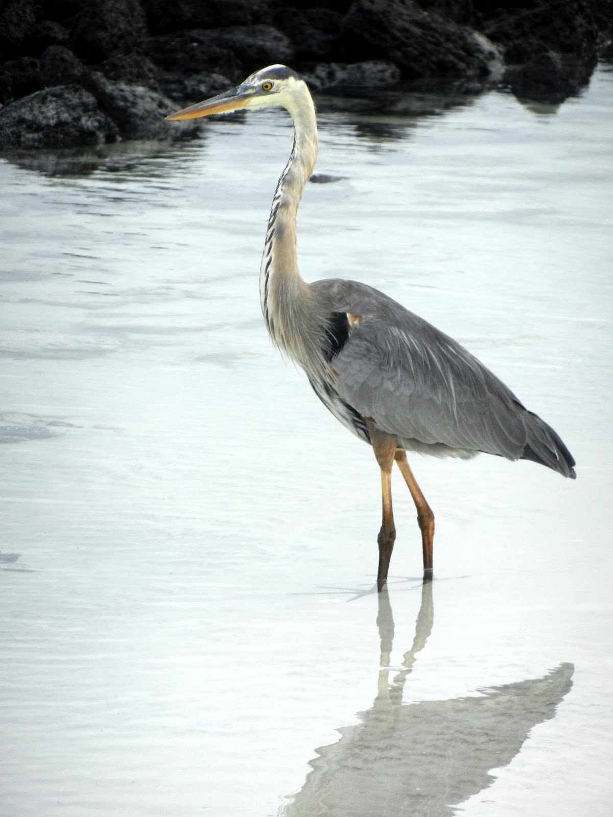 John & Fayne in New Zealand: Part II: Las Islas Encantata- The ...