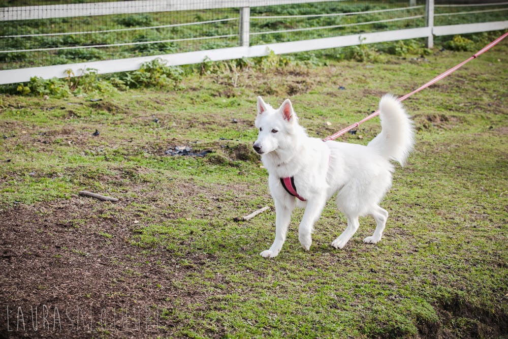 Paws Up: Paimenkoirat paimentaa