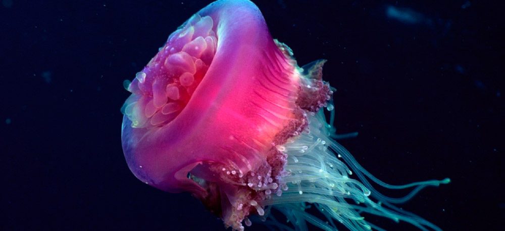 Generalidades de Cnidarios. ~ phylum cnidaria