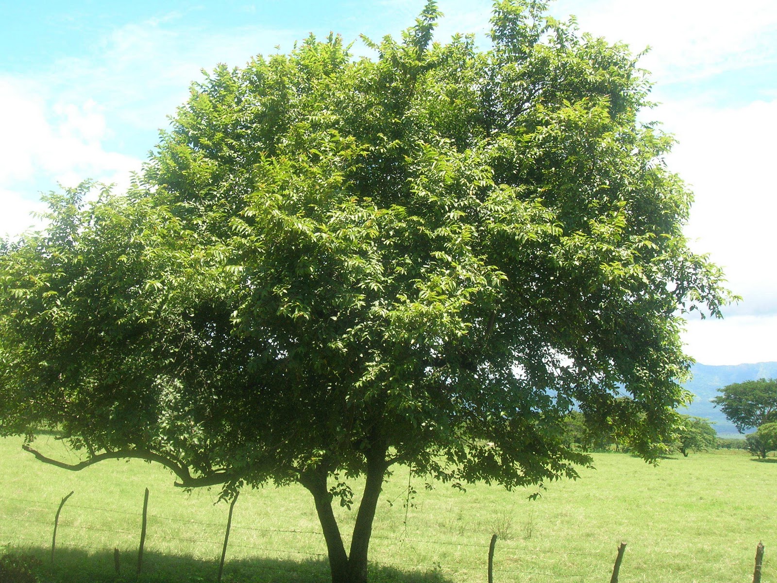 Guasimo (Guazuma ulmifolia): árbol de guasimo