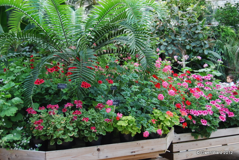 PERFECT PELARGONIUMS: Occold Shield - A Cascade pelargonium & a visit ...
