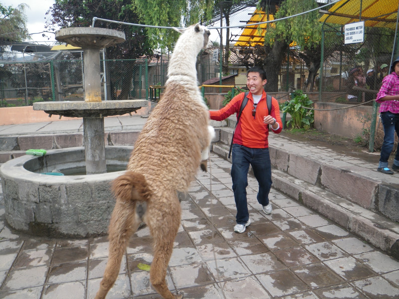 adventures from Peru: Llama vs Nansen
