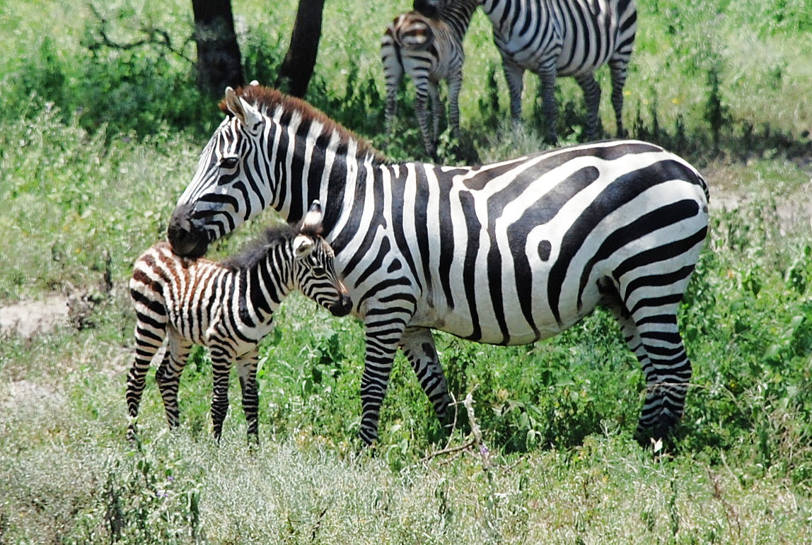 Cute Zebra Wallpapers 3