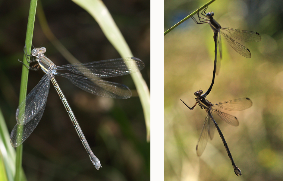 Arizona: Beetles, Bugs, Birds and more: Seining for native Arizona fish ...