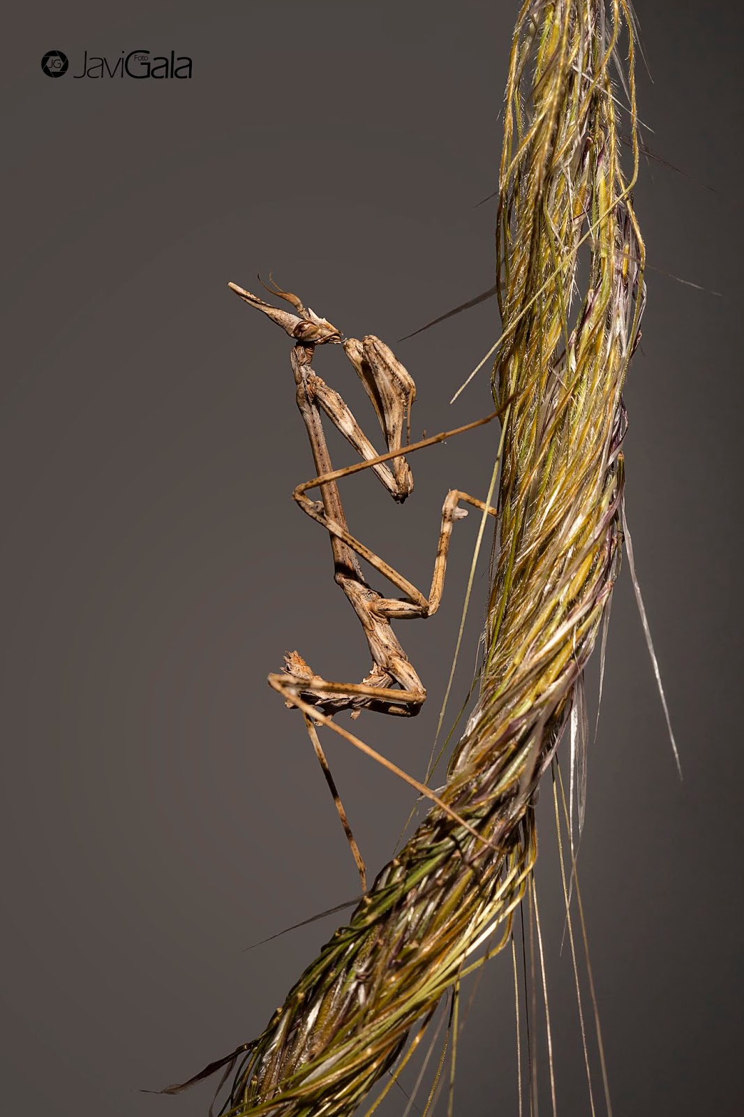 Javi Gala: Empusa pennata