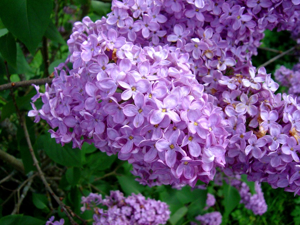 blossoms: Syringa (Lilac )