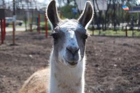 Sejarah, Budaya, dan Kuliner di Peru: Llama Hewan Khas Peru