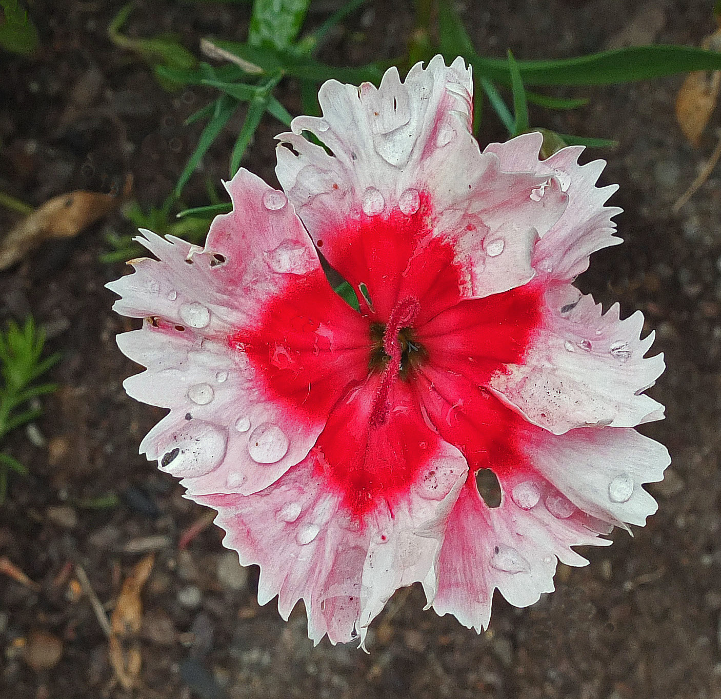 Bouqet Flowers: 24 Luxury Bokay Of Flowers