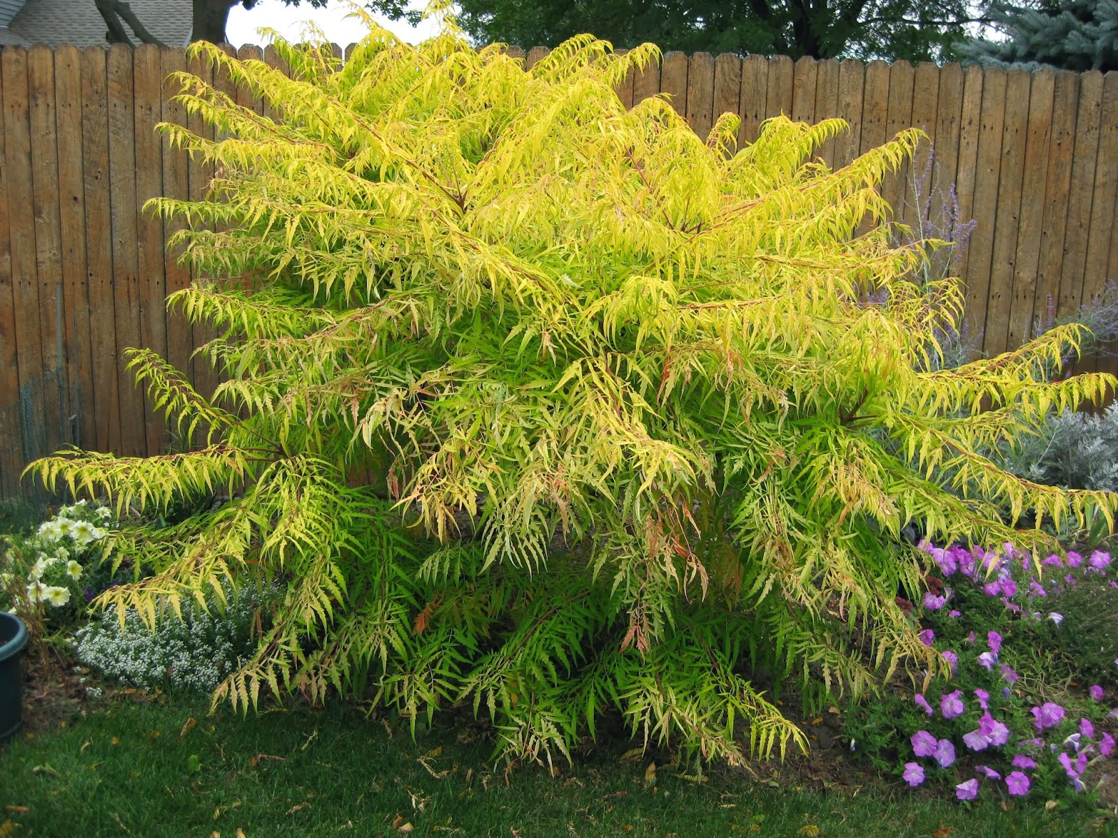 Rotary Botanical Gardens - Hort Blog: Golden Shrubberies