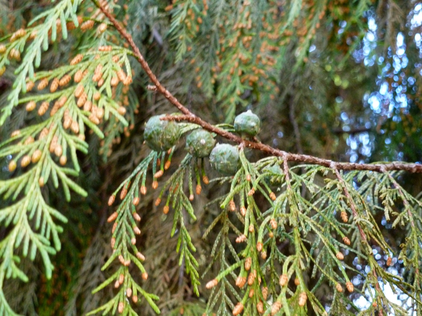 Árboles con alma: Ciprés fúnebre. Ciprés llorón chino. (Cupressus funebris)