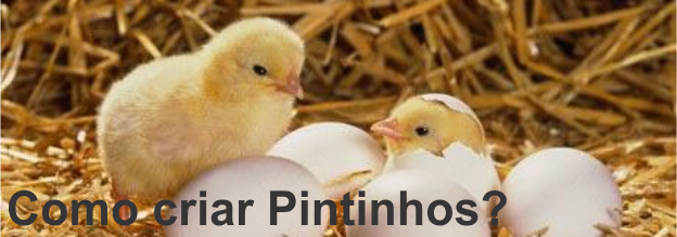 Pintinhos - Galinha Hoje