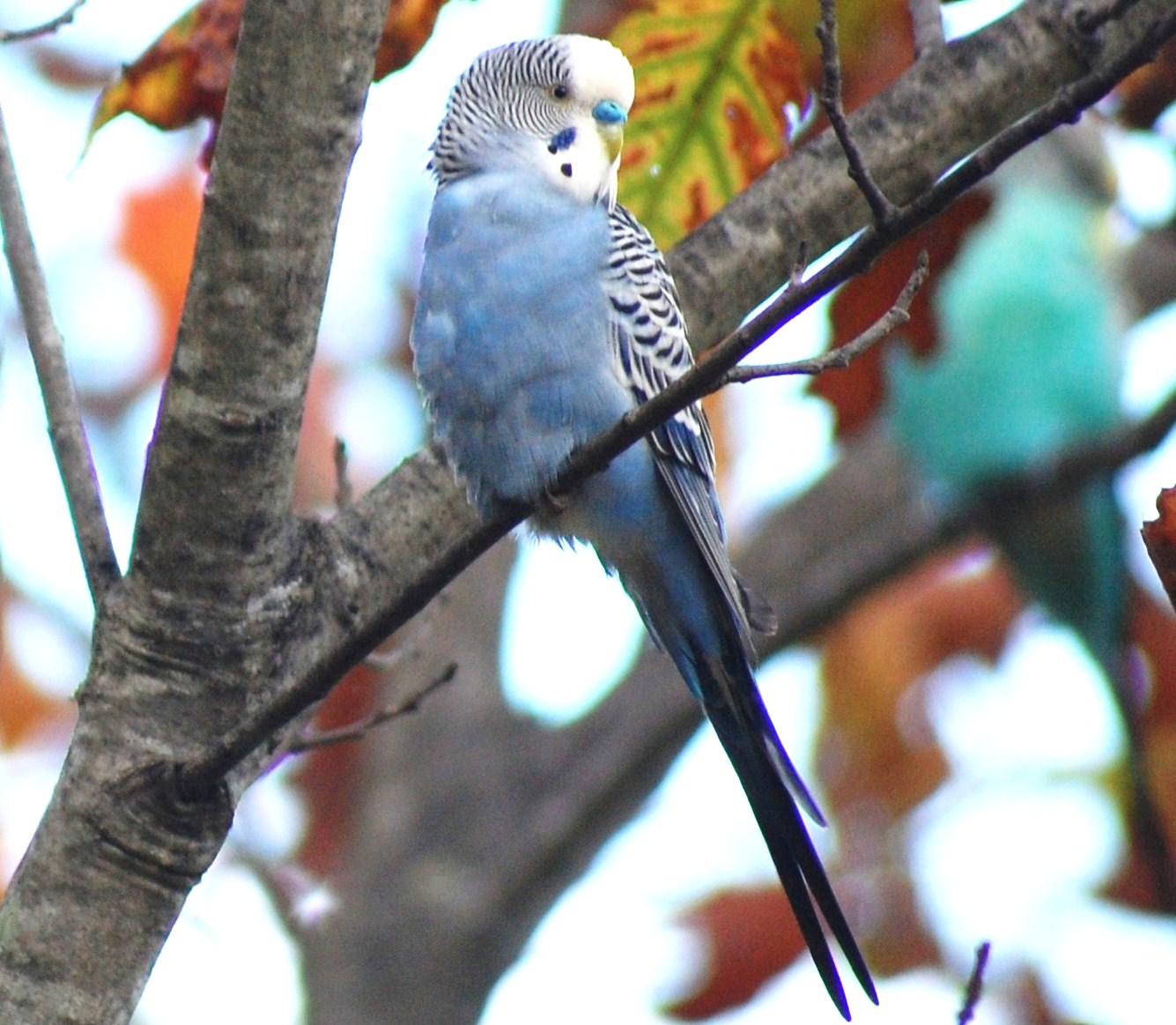 Imagens da vida animal: Periquito-comum (Melopsittacus undulatus)