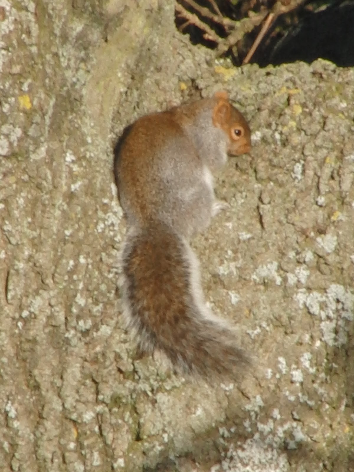 A Rural Life: Squirrel Shelters From The Wind