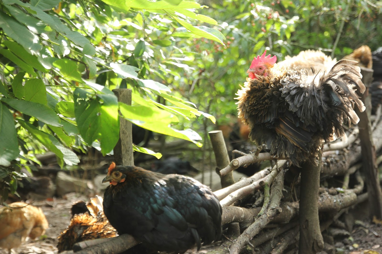 Cochin Craze 4 - Bantams as Mothers for Quail & Ducks, plus Family ...