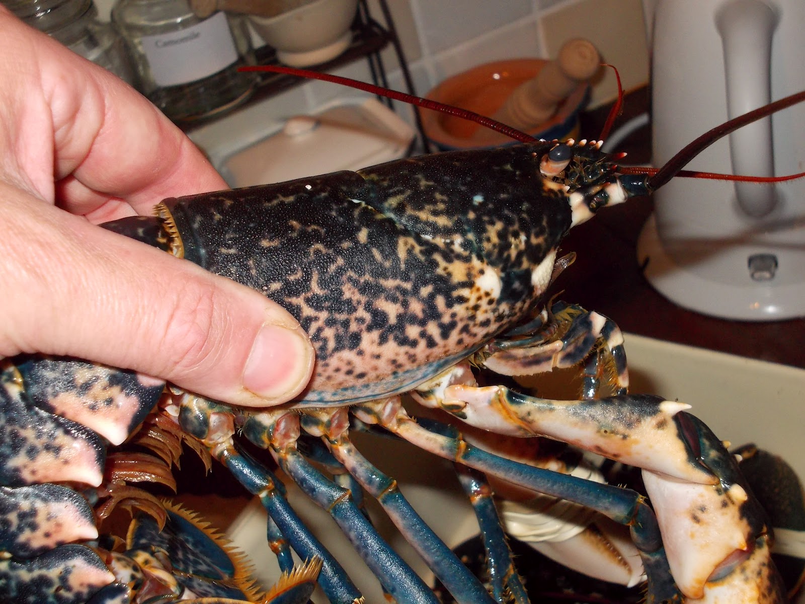 Sheep's Head Food Company: Lobsters for supper