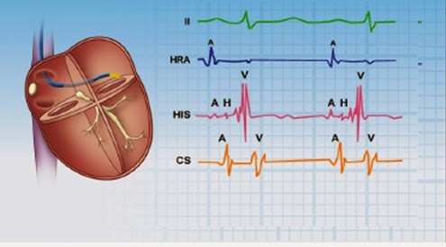 MUSC EP Education: 2013
