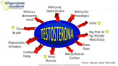 Bioquímica do Exercício : Testosterona