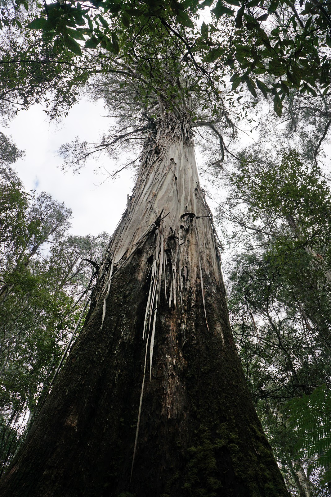 Lady Barron Falls Circuit (Mount Field National Park) ~ The Long Way's ...