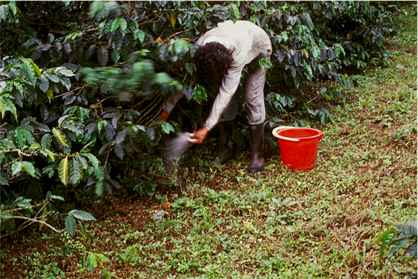 PROCESO DEL SEMBRADO DEL CAFE: PROCESO DE SEMBRADO DE CAFE